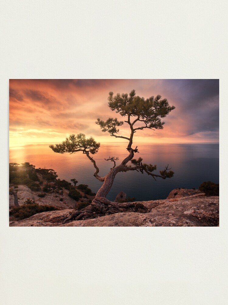 "Sunset is my favorite color. Plant a Tree of life. Outline Tree Of ...