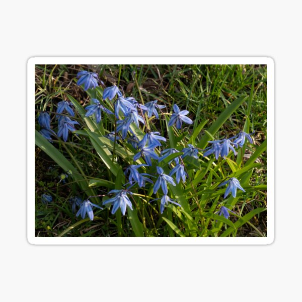 "Scylla in April Sunlight" Sticker by gerdagrice | Redbubble