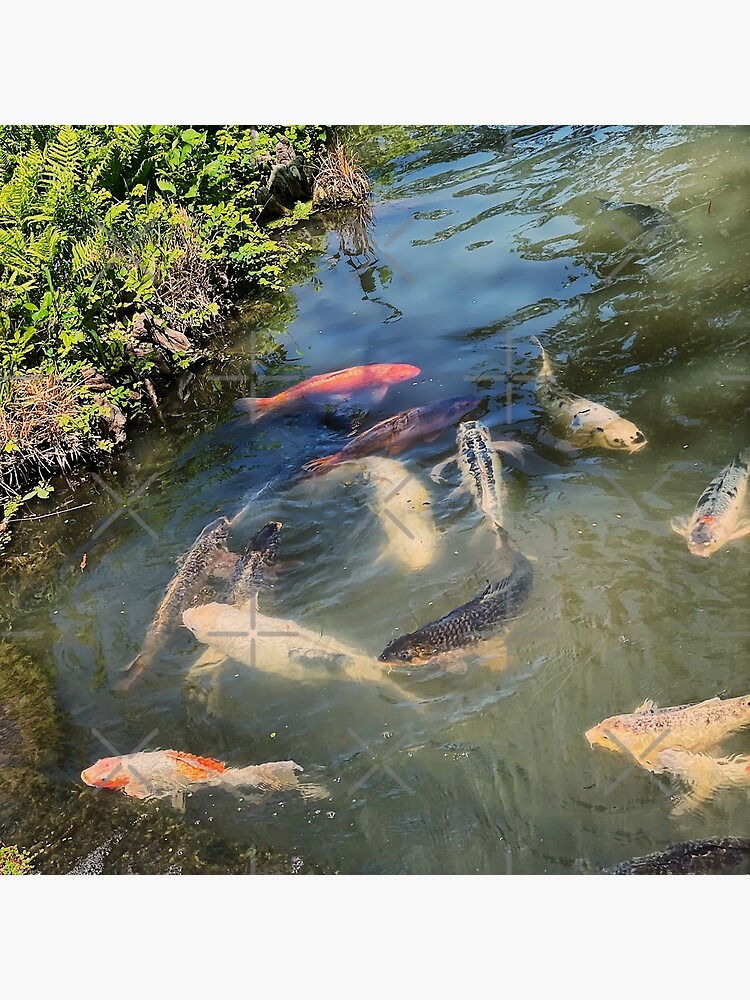 "Koi Fish Pond Swimming in a Circle" Poster for Sale by Superior-Prints ...