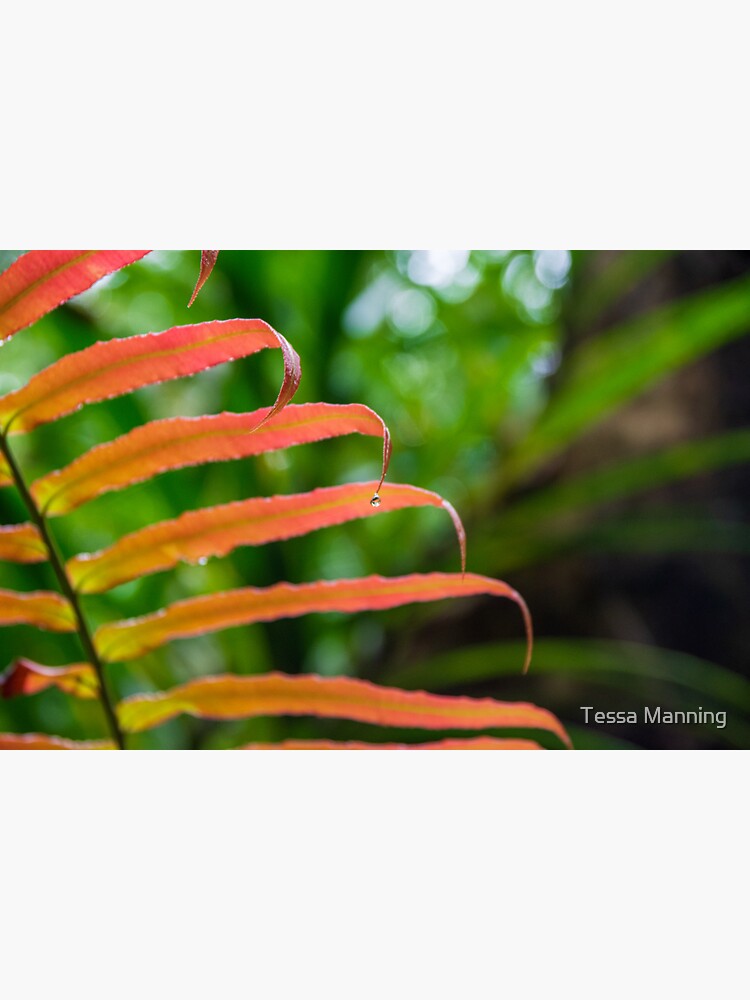 "Fern leaf - Colo-i-Suva Reserve, Fiji" Sticker for Sale by ...