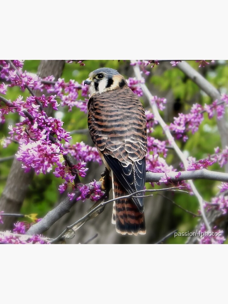 "Falcon and Pink Flowers" Sticker for Sale by passion4photos | Redbubble