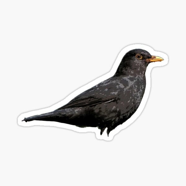 "Blackbird " Sticker for Sale by bywhacky | Redbubble