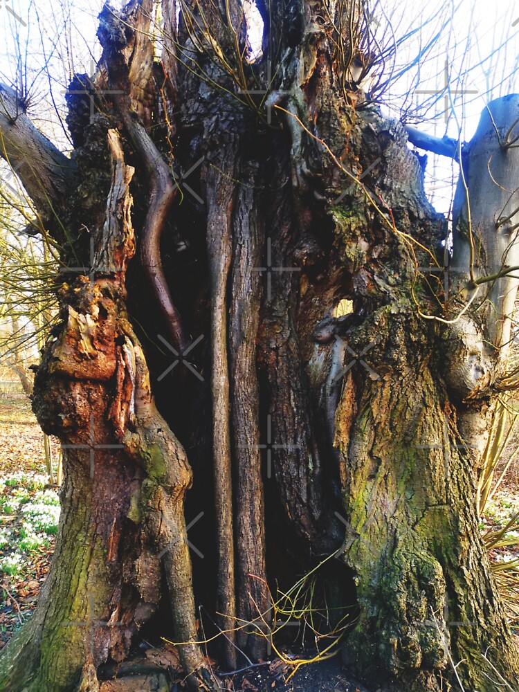 "split tree" Sticker by OMdesigns93 | Redbubble