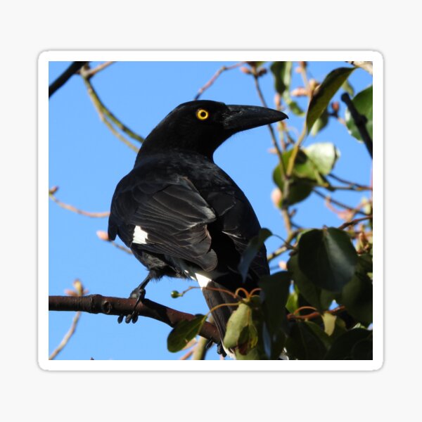 Currawong Merch & Gifts for Sale | Redbubble