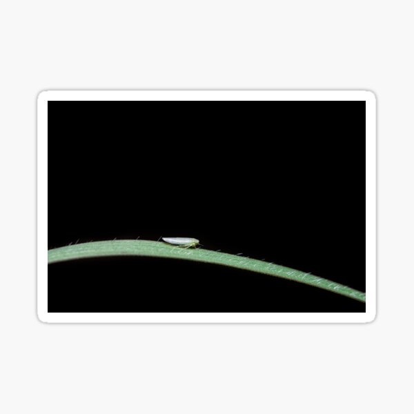 Aphids Gifts & Merchandise | Redbubble