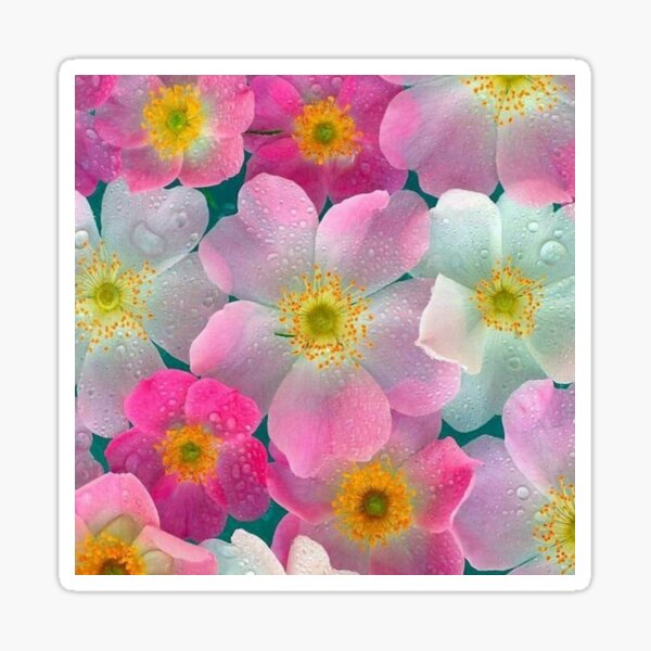 "pink jasmine flowers" Sticker for Sale by prabhpreet | Redbubble