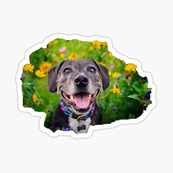 "Smiley Brindle Dog Savannah" Sticker by PurpleBluesPets | Redbubble