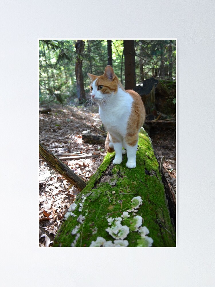 "Feral Cats Just Wanna Have Fun" Poster for Sale by PonyRobot | Redbubble