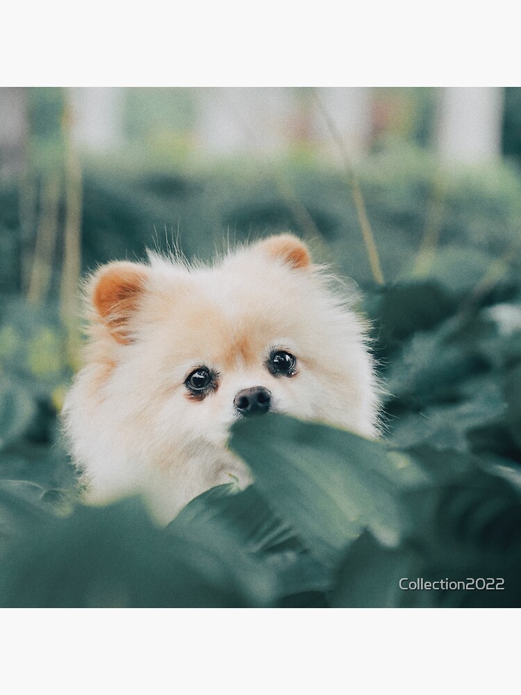 "Hiding " Sticker by Collection2022 | Redbubble