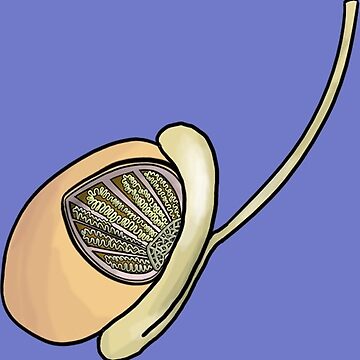 "Testis" Sticker for Sale by lifewithjuan | Redbubble