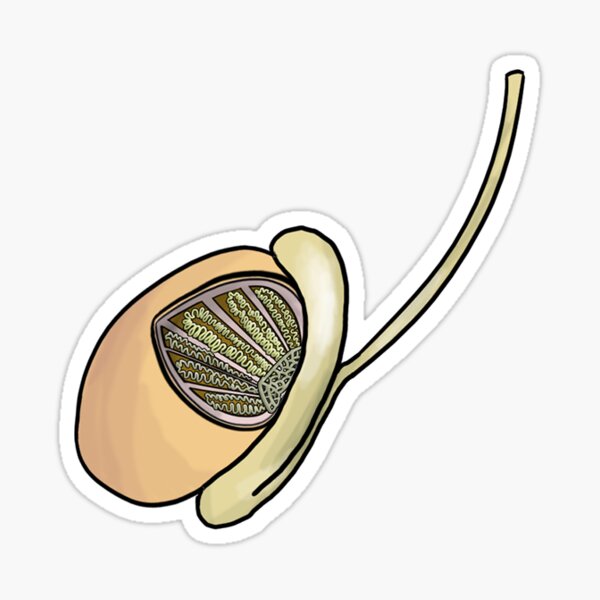 "Testis" Sticker for Sale by lifewithjuan | Redbubble