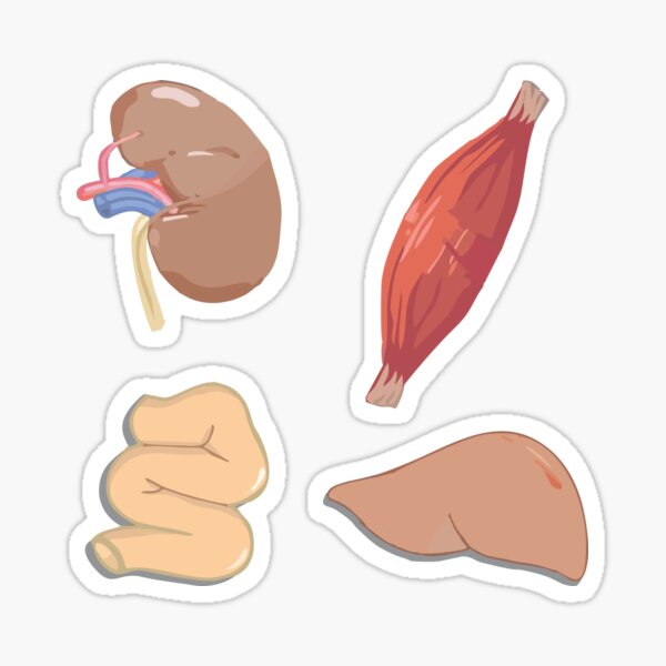 "Inner organs" Sticker for Sale by RosArt100 | Redbubble