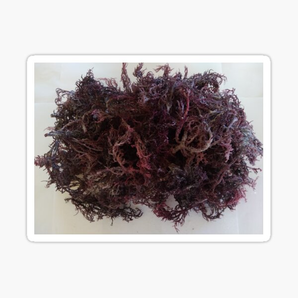 "All Natural & Healthy Sun Dried Purple Sea Moss" Sticker by ...