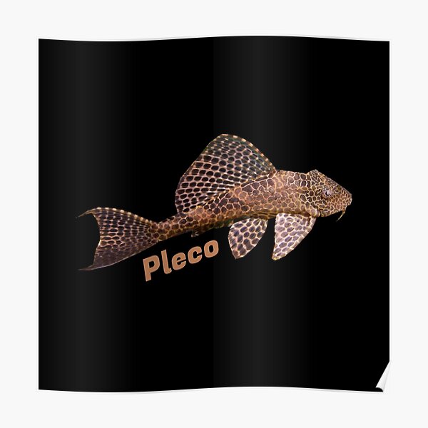 "Pleco - Plecostomus - Suckermouth Catfish fish" Poster by AquariumExp ...