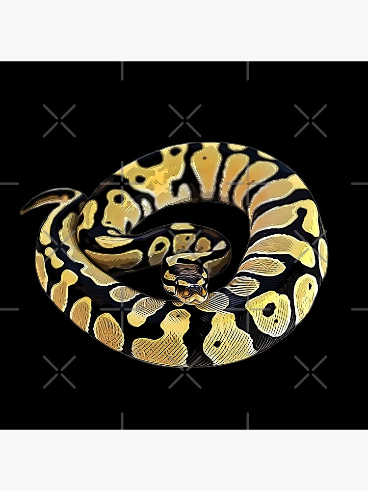 Ball Python Morphs Chart
