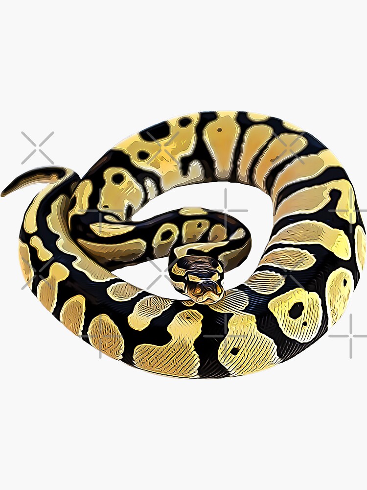 "Ball Python Snake - Morph Lovers" Sticker for Sale by Elarex | Redbubble