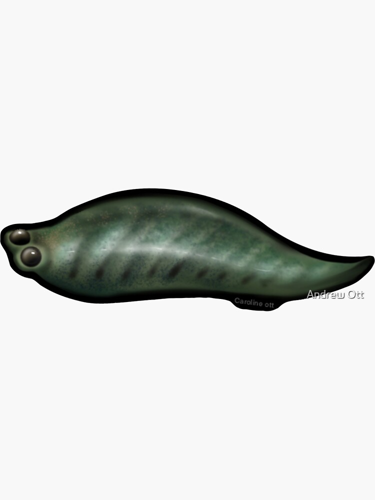 "Metaspriggina fish" Sticker by cmopaleoart | Redbubble