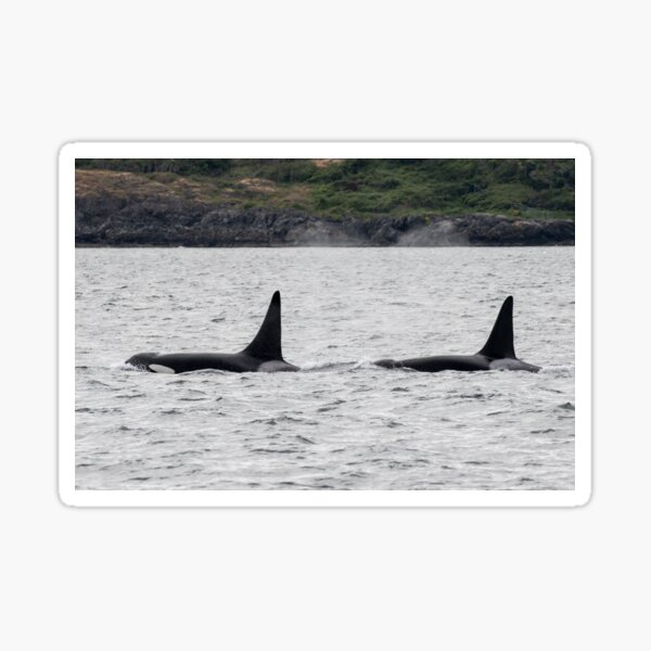 "Killer whale orca fins" Sticker by Motivation111 | Redbubble
