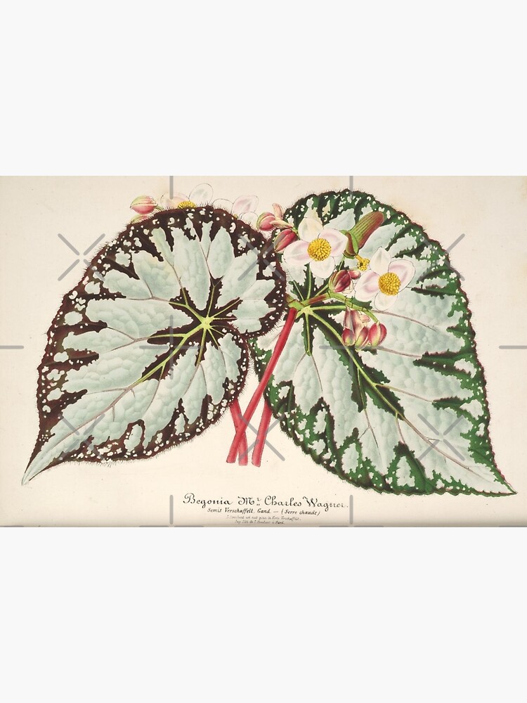 "Vintage Begonia Botanical Print" Poster by NineVi | Redbubble