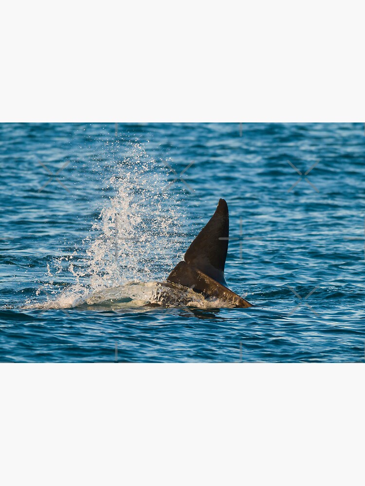 "Killer whale orca tail fin" Sticker for Sale by Motivation111 | Redbubble