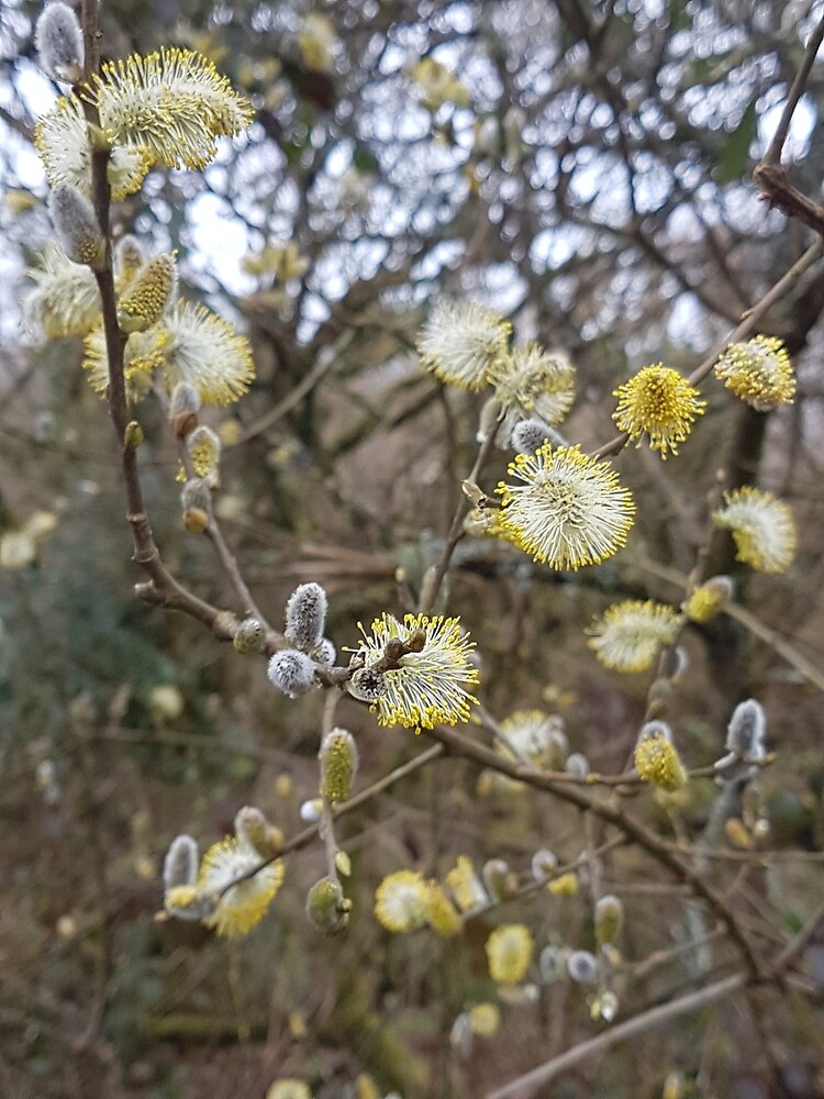 "Furry Buds" Poster by AbnormalLoad | Redbubble