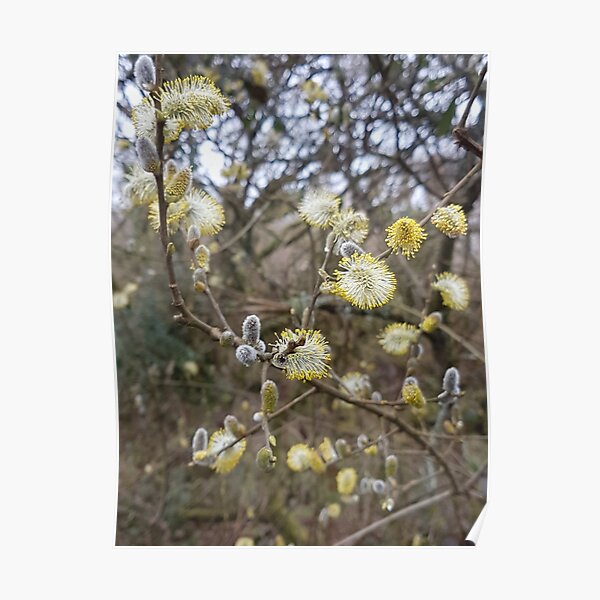 "Furry Buds" Poster by AbnormalLoad | Redbubble