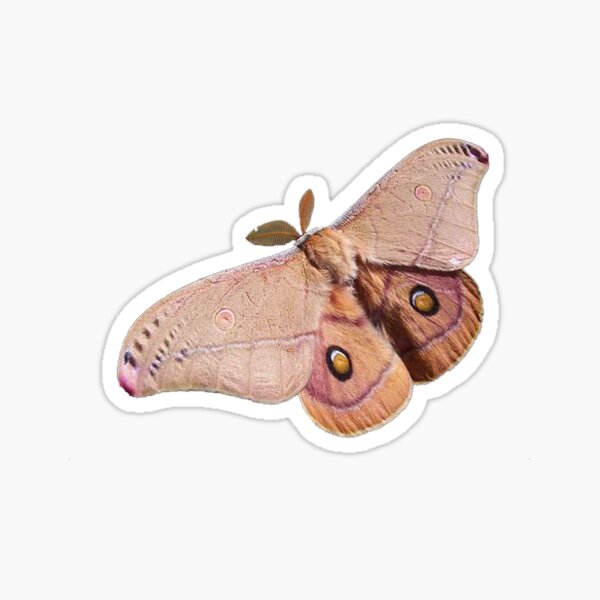 "Fluffy moth" Sticker for Sale by moonbeambaby | Redbubble