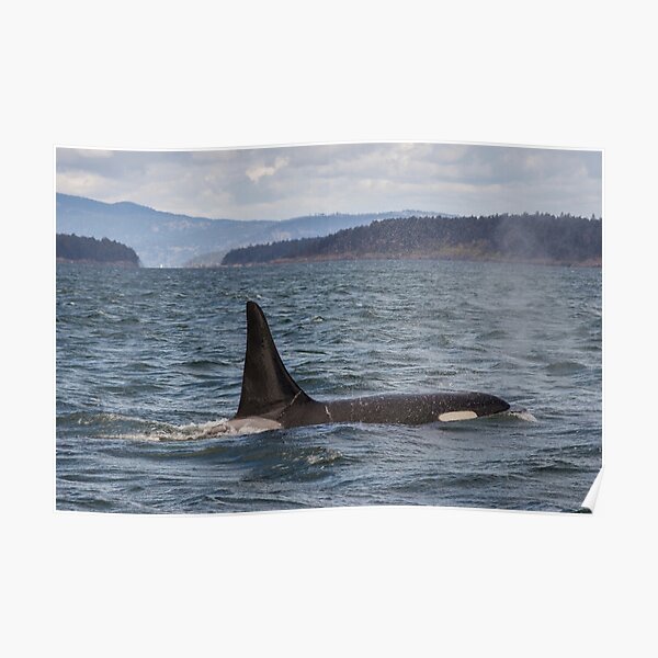 "Killer whale orca fin" Poster for Sale by Motivation111 | Redbubble