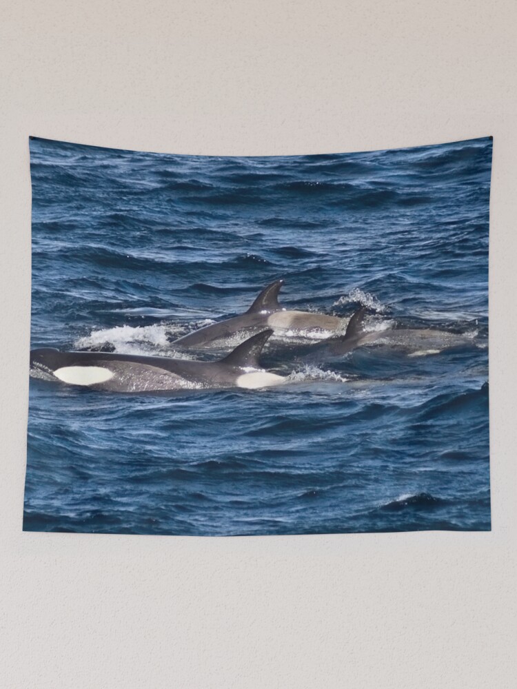"Killer whale orca swimming" Tapestry for Sale by Motivation111 | Redbubble