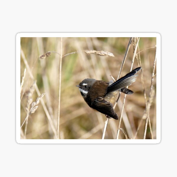 "Natures Little Poser - Fantail - NZ" Sticker for Sale by AndreaEL ...