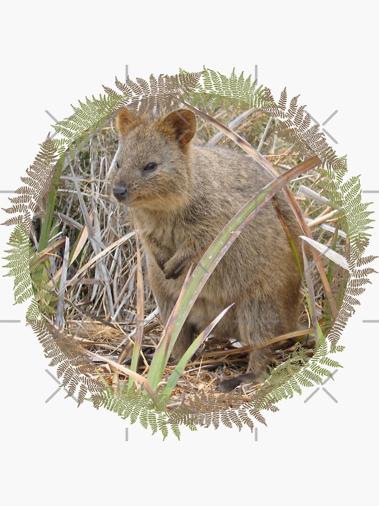 "Cute Happy Quokka With Leave Round Circle Border " Sticker for Sale by ...