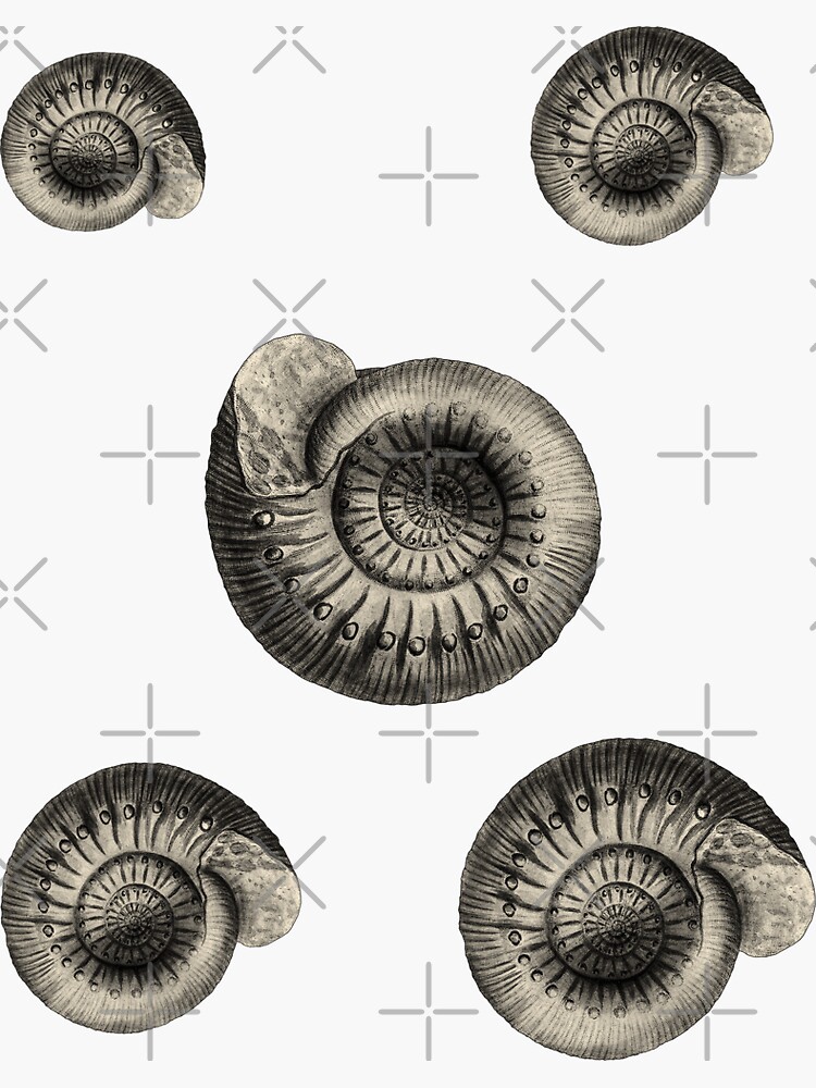 "Retro Vintage Three Vertical Shells" Sticker for Sale by pignpix ...