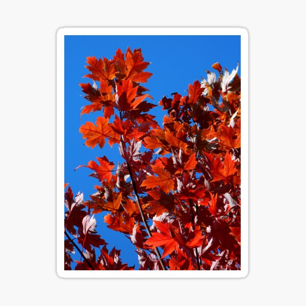 "Fall has beautiful colors...into the great wide open" Sticker by ...