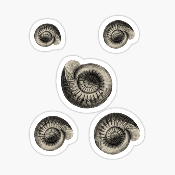 "Retro Vintage Three Horizontal Shells Edit" Sticker by pignpix | Redbubble