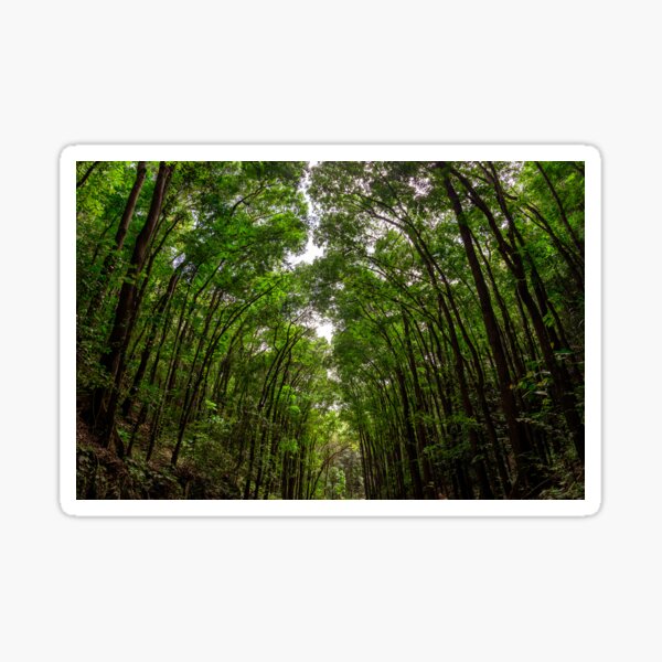 "Canopies of Mahogany" Sticker for Sale by tristanvision | Redbubble