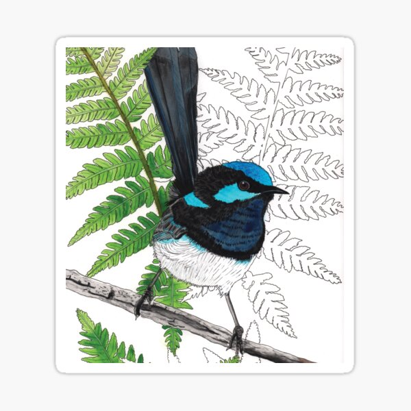 "Superb Fairy Wren" Sticker for Sale by blueidesign | Redbubble