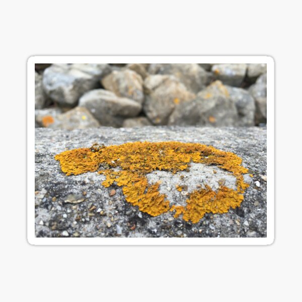 Algae Gifts & Merchandise | Redbubble