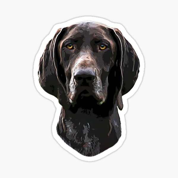 "German Pointer Shorthaired GSP" Sticker by Elarex | Redbubble