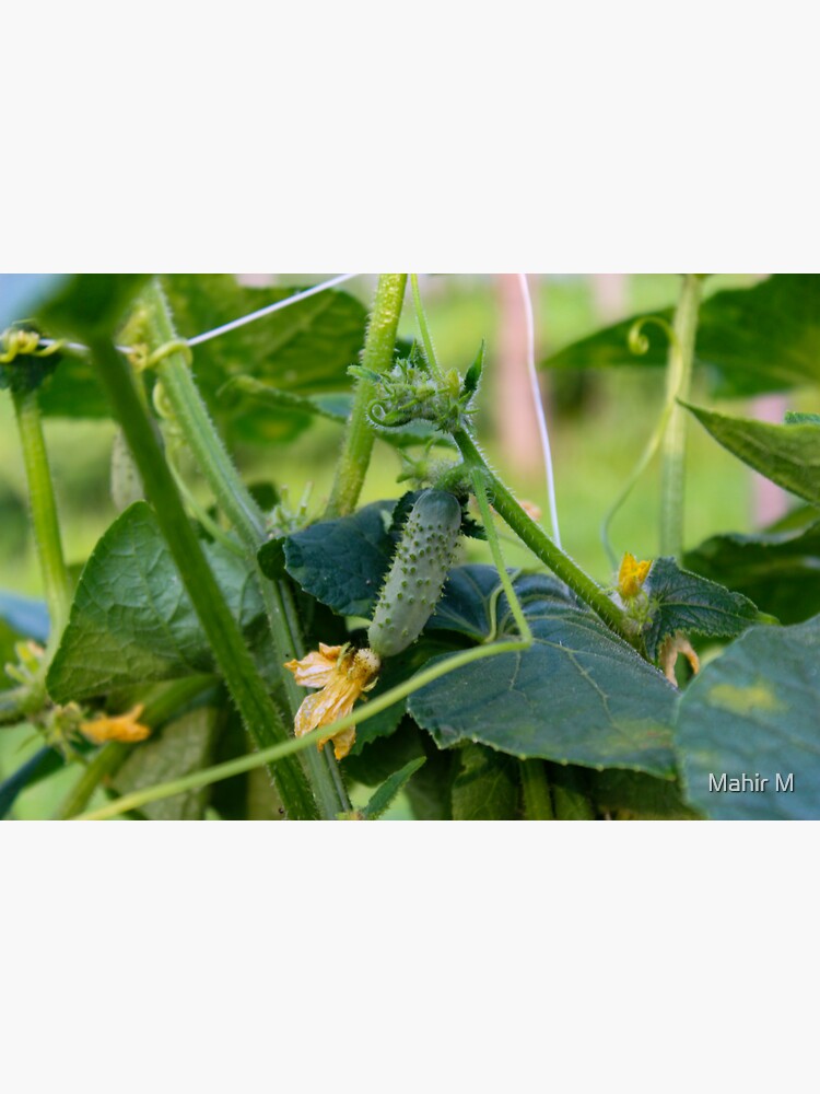 "Small pickle" Sticker for Sale by mahirov | Redbubble