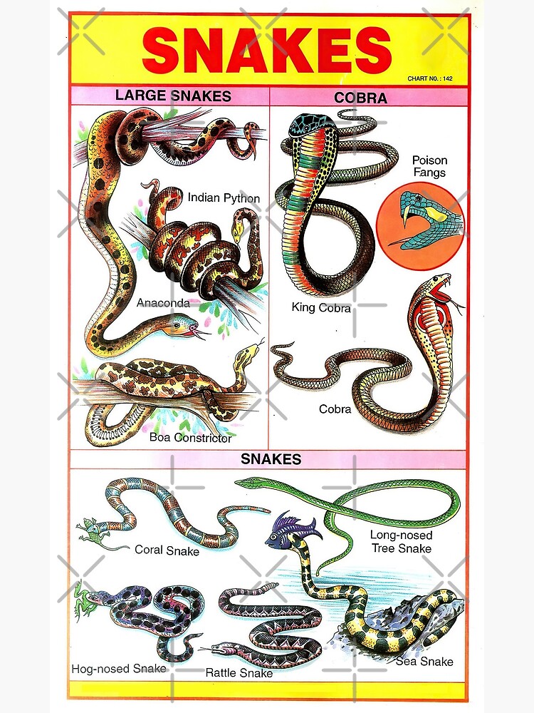 "Illustrated Chart From India - SNAKES Rare Vintage High Quality ...