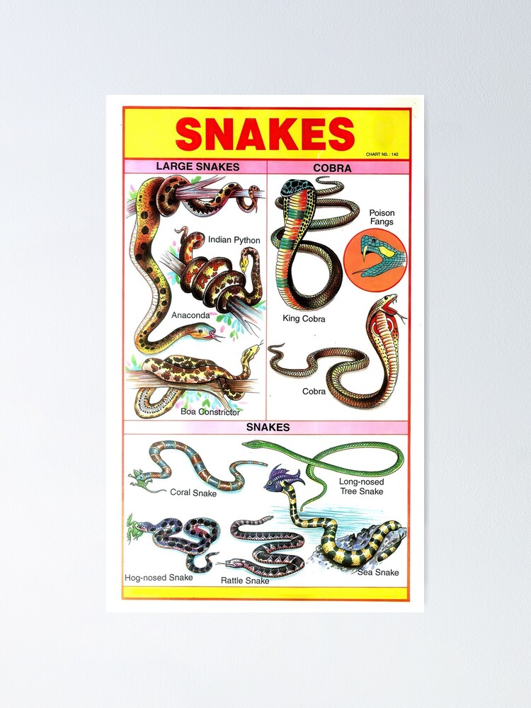 "Illustrated Chart From India - SNAKES Rare Vintage High Quality ...