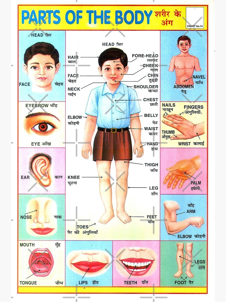 "Illustrated Chart From India - PARTS OF THE BODY Rare Vintage High ...