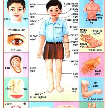 "Illustrated Chart From India - PARTS OF THE BODY Rare Vintage High ...