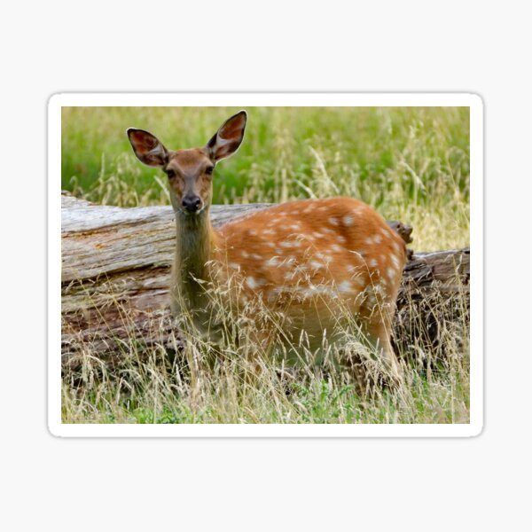 "A Beautiful Fallow Deer" Sticker for Sale by 23rdjuly1960 | Redbubble