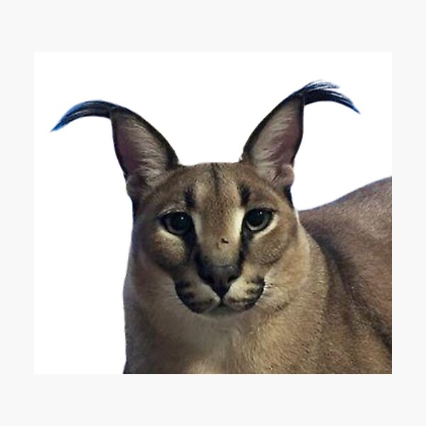 "Big Floppa" Photographic Print for Sale by MemeDealer3 | Redbubble