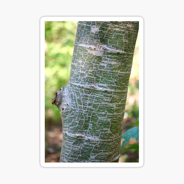 "Mono Maple Tree" Sticker for Sale by IndiemmaJones | Redbubble