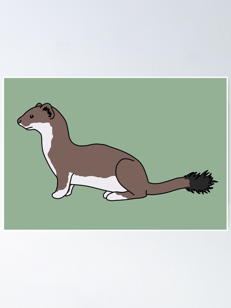 "Stoat" Poster for Sale by taylorrowan | Redbubble