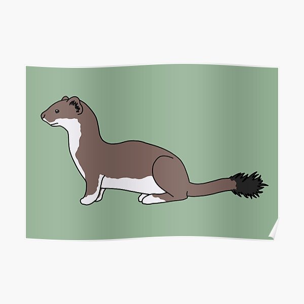 "Stoat" Poster for Sale by taylorrowan | Redbubble