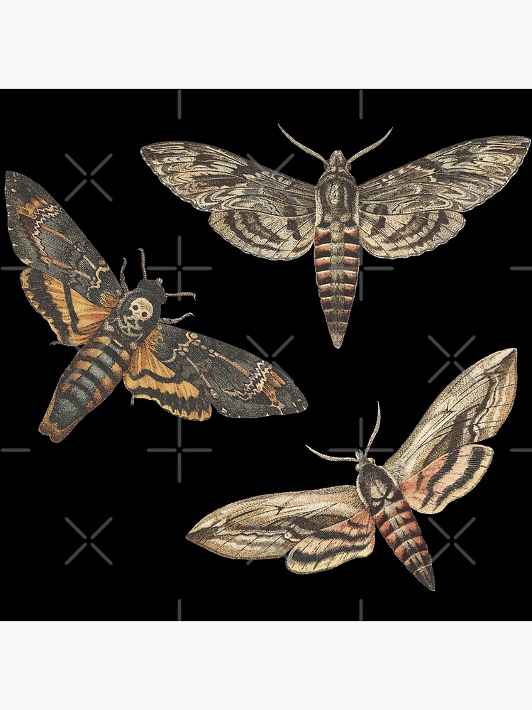 "National Moth Week" Poster by kindtoearth | Redbubble