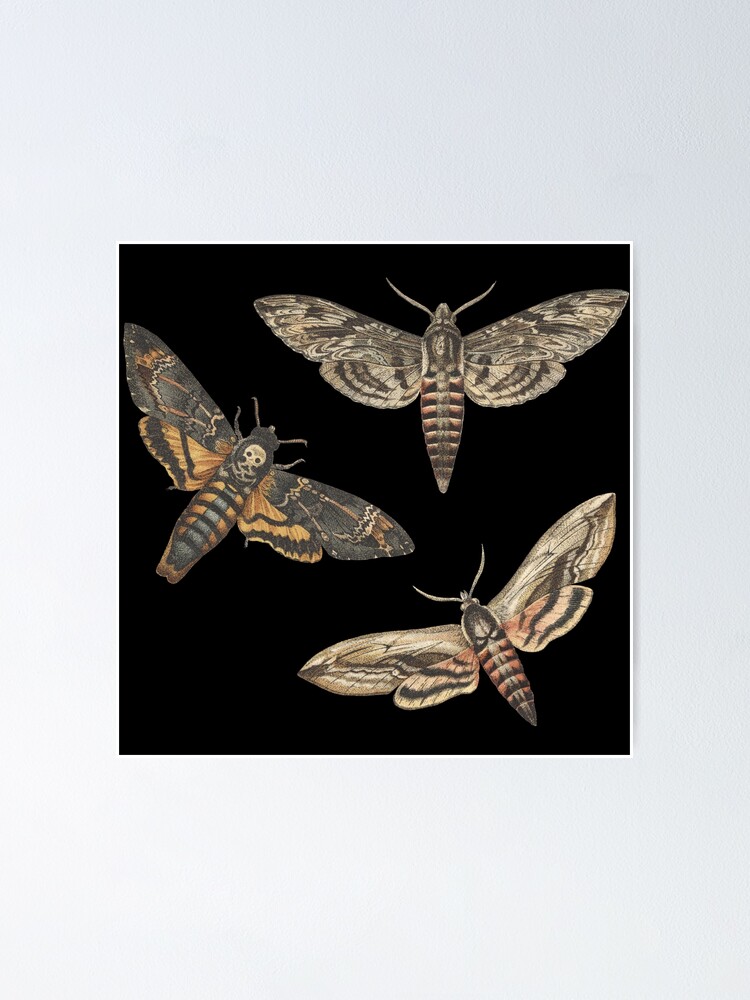 "National Moth Week" Poster by kindtoearth | Redbubble